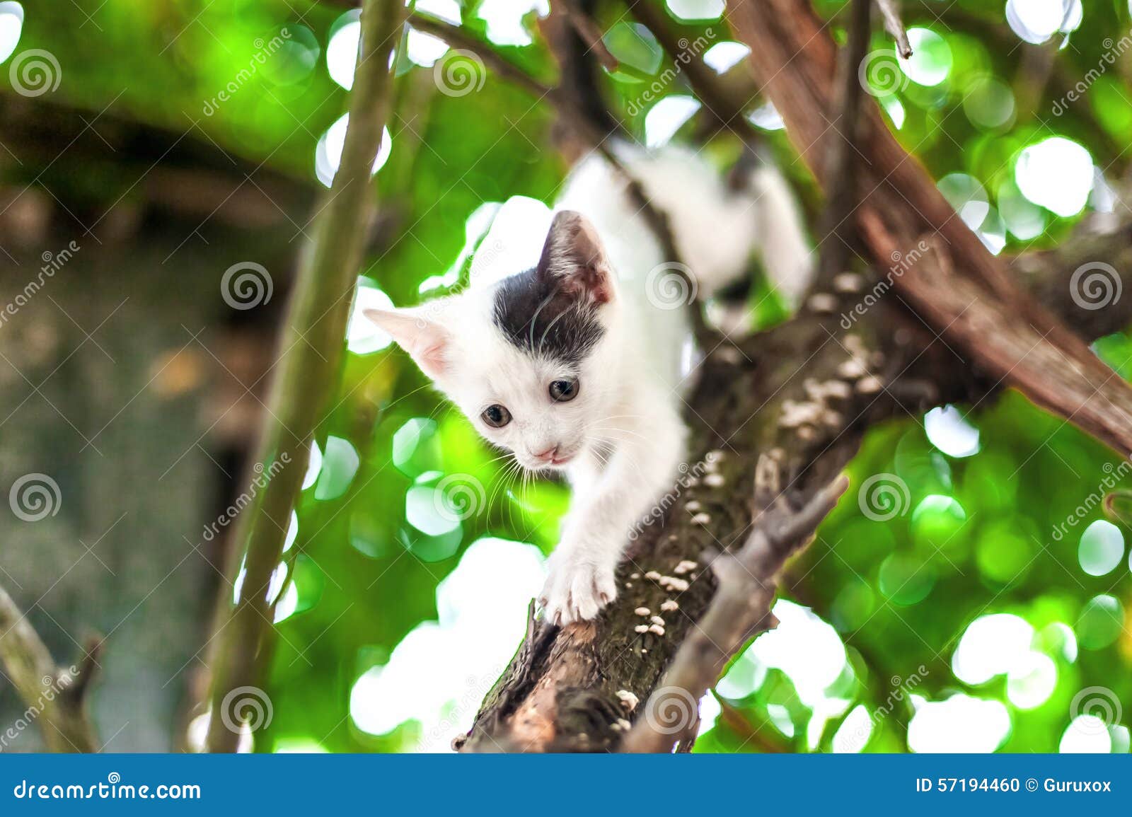 Cute Little Kitten on the Tree in Garden Stock Photo - Image of female ...