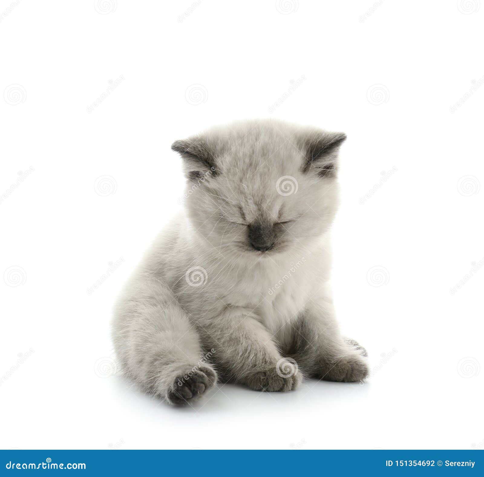 Cute Little Kitten on White Background Stock Photo - Image of feline ...