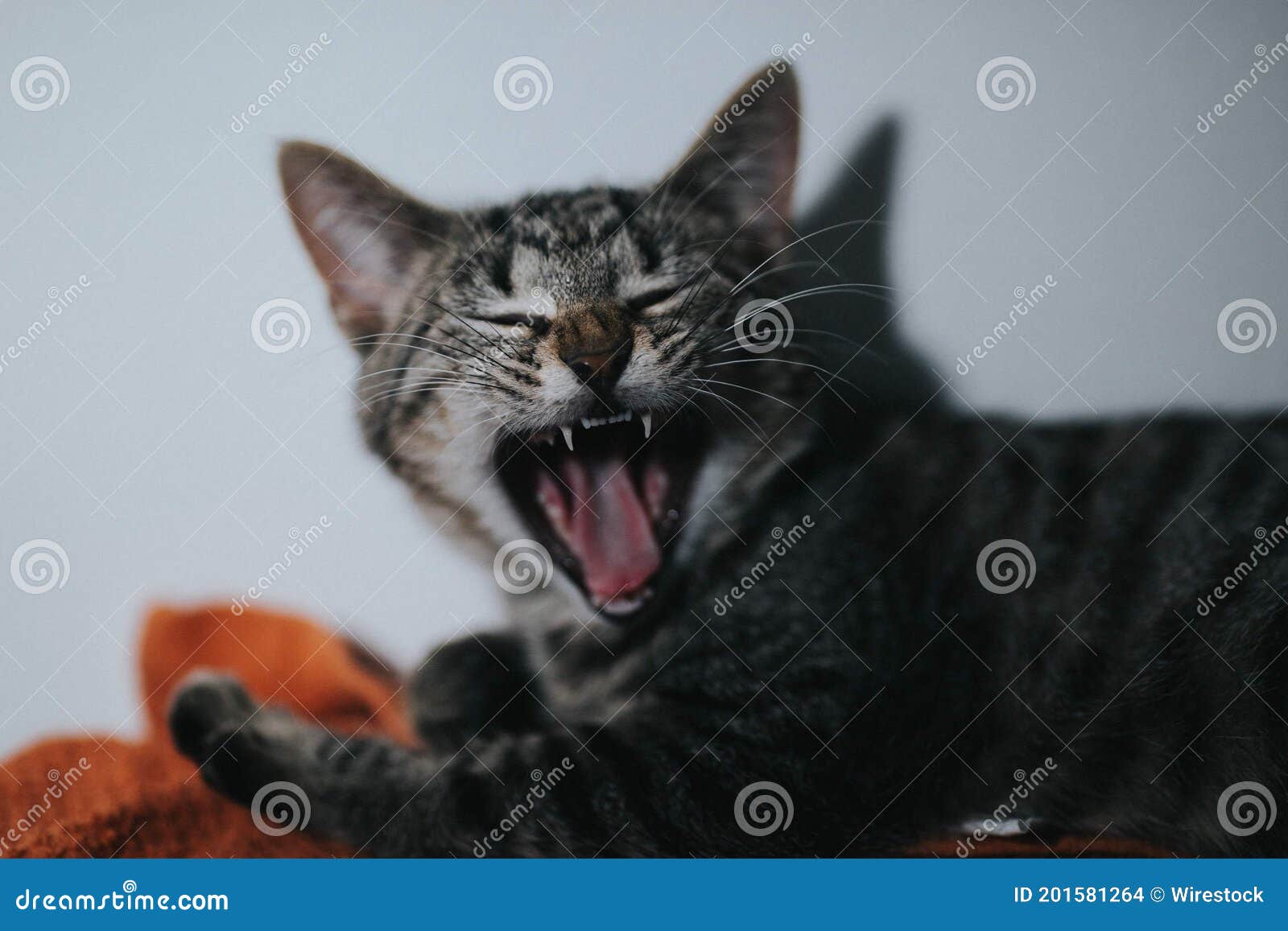 Cute Little Kitten Yawning while Sleeping Stock Photo - Image of ...