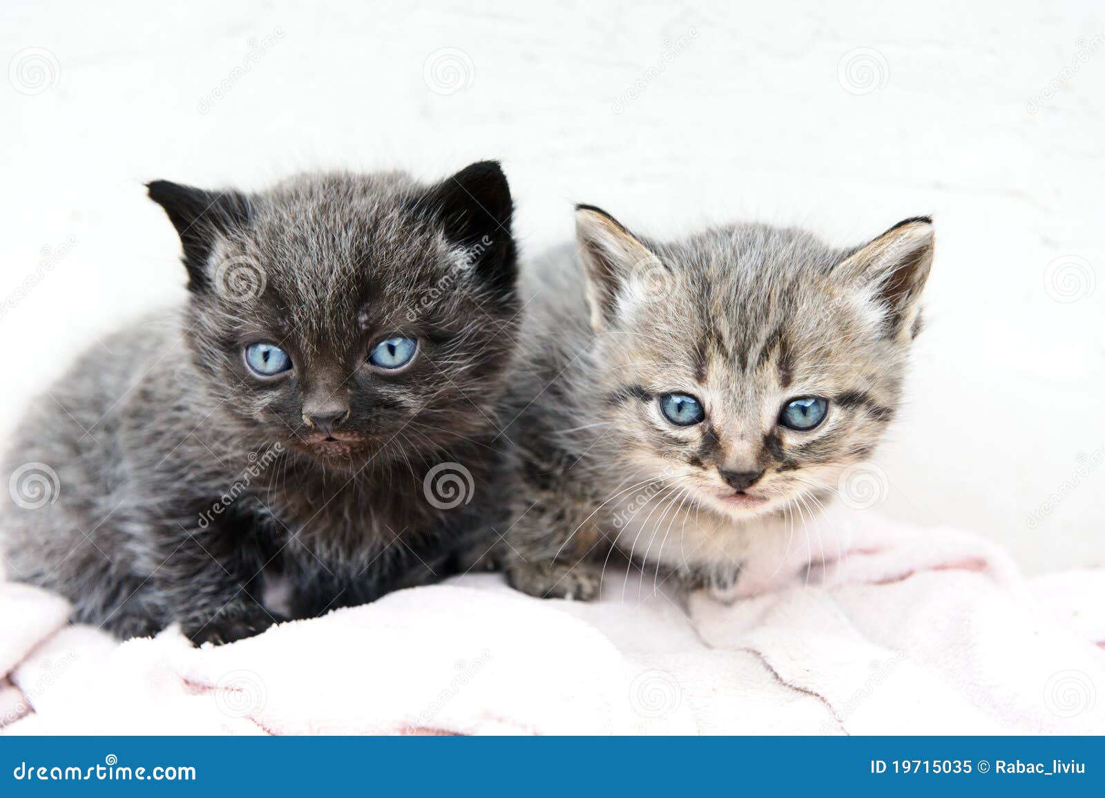 Cute little kittens stock image. Image of hair, cats - 19715035