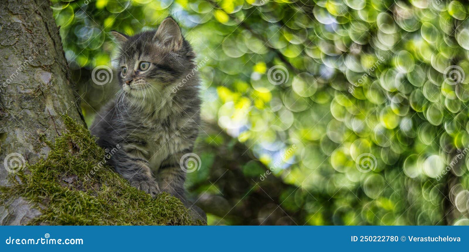 Cute Little Kittens Climbing in the Garden Tree Stock Photo - Image of ...