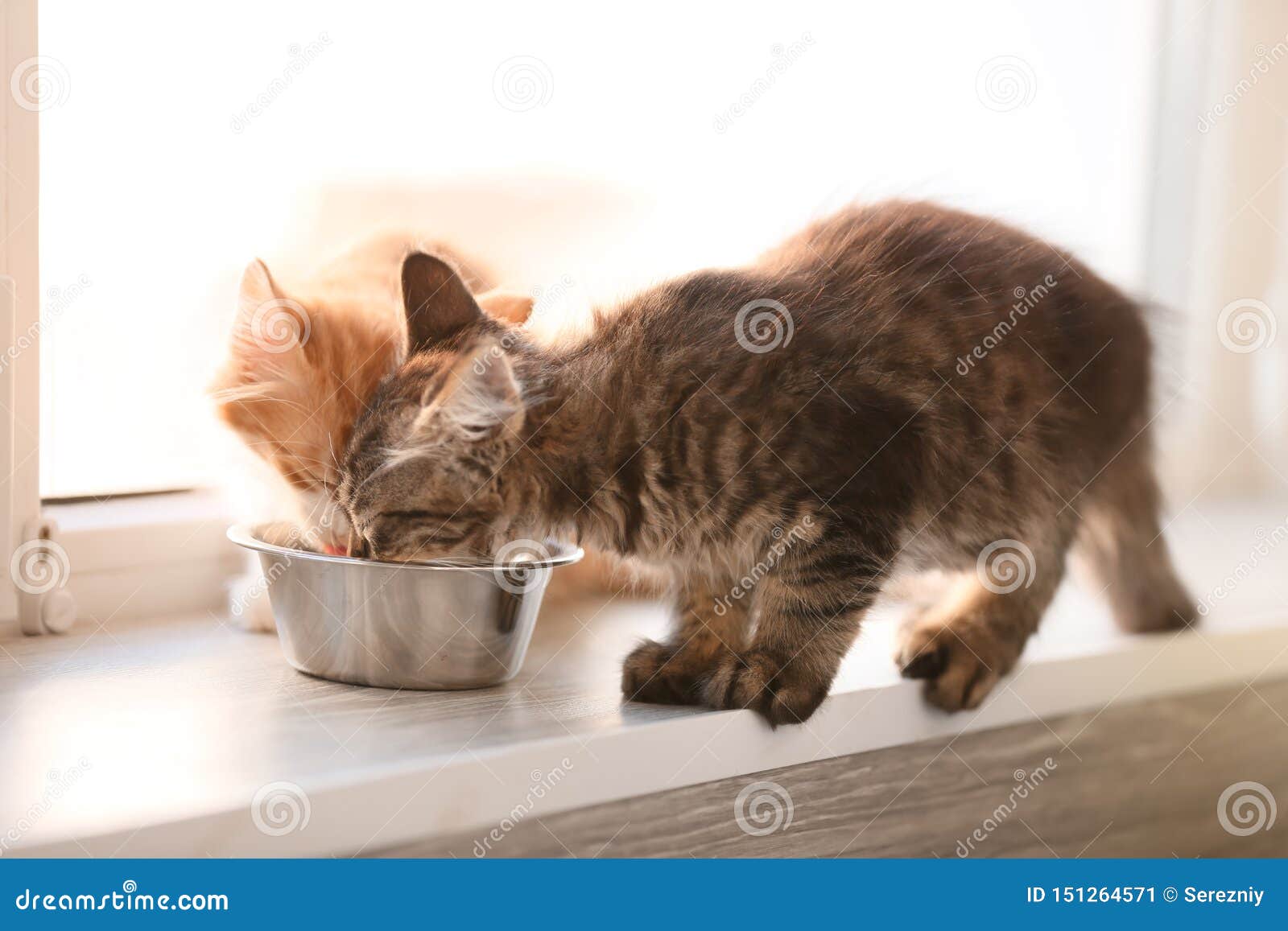 Cute Little Kittens Eating at Home Stock Image - Image of fluffy, bowl ...