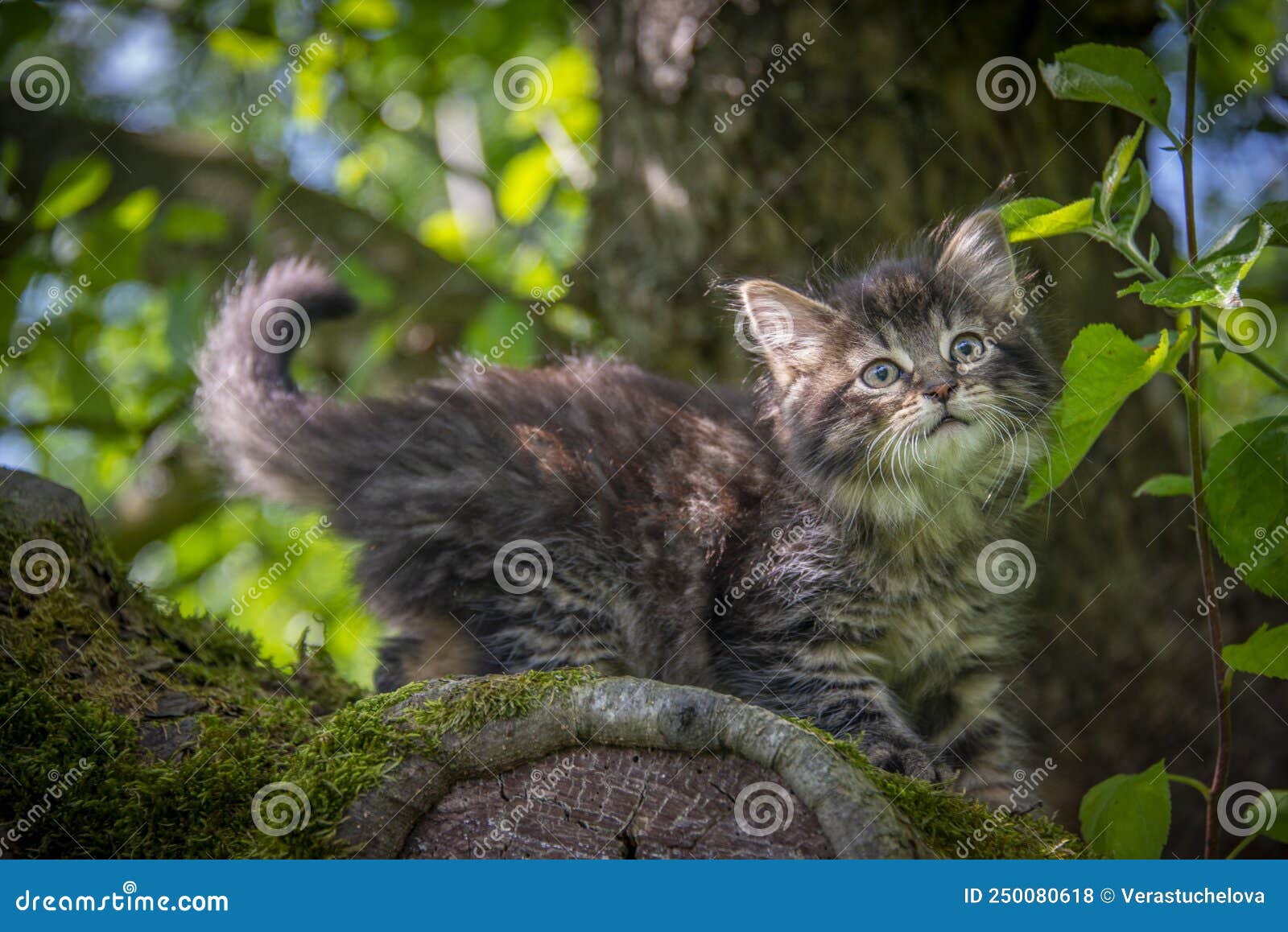 Cute Little Kittens in the Garden Tree Stock Photo - Image of sweet ...