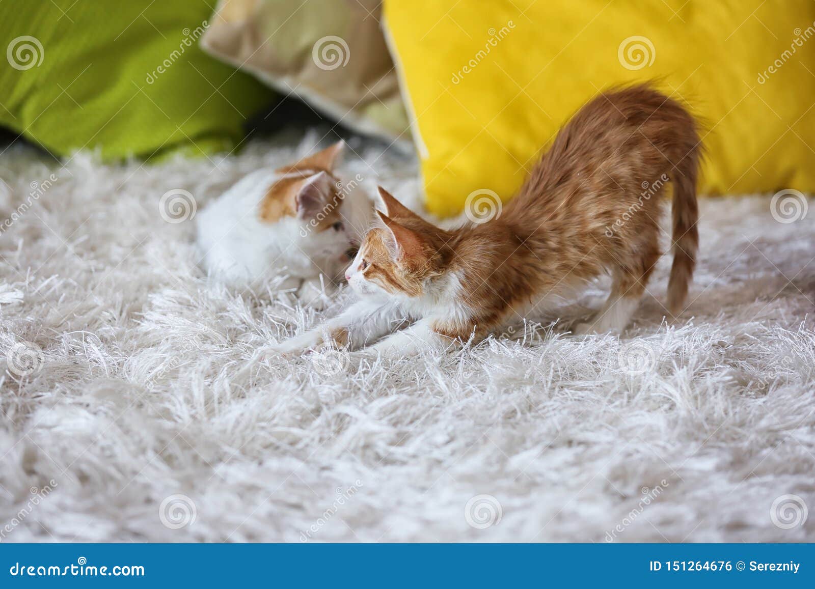 Cute Little Kittens at Home Stock Photo - Image of kitten, companion ...