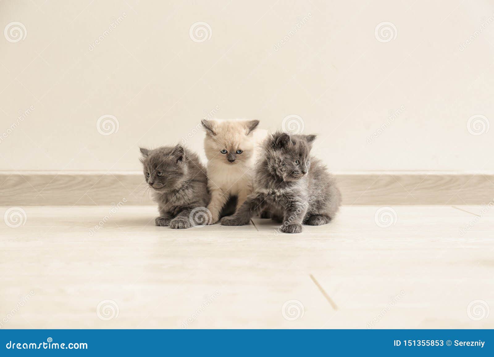 Cute Little Kittens at Home Stock Image - Image of purr, kitten: 151355853
