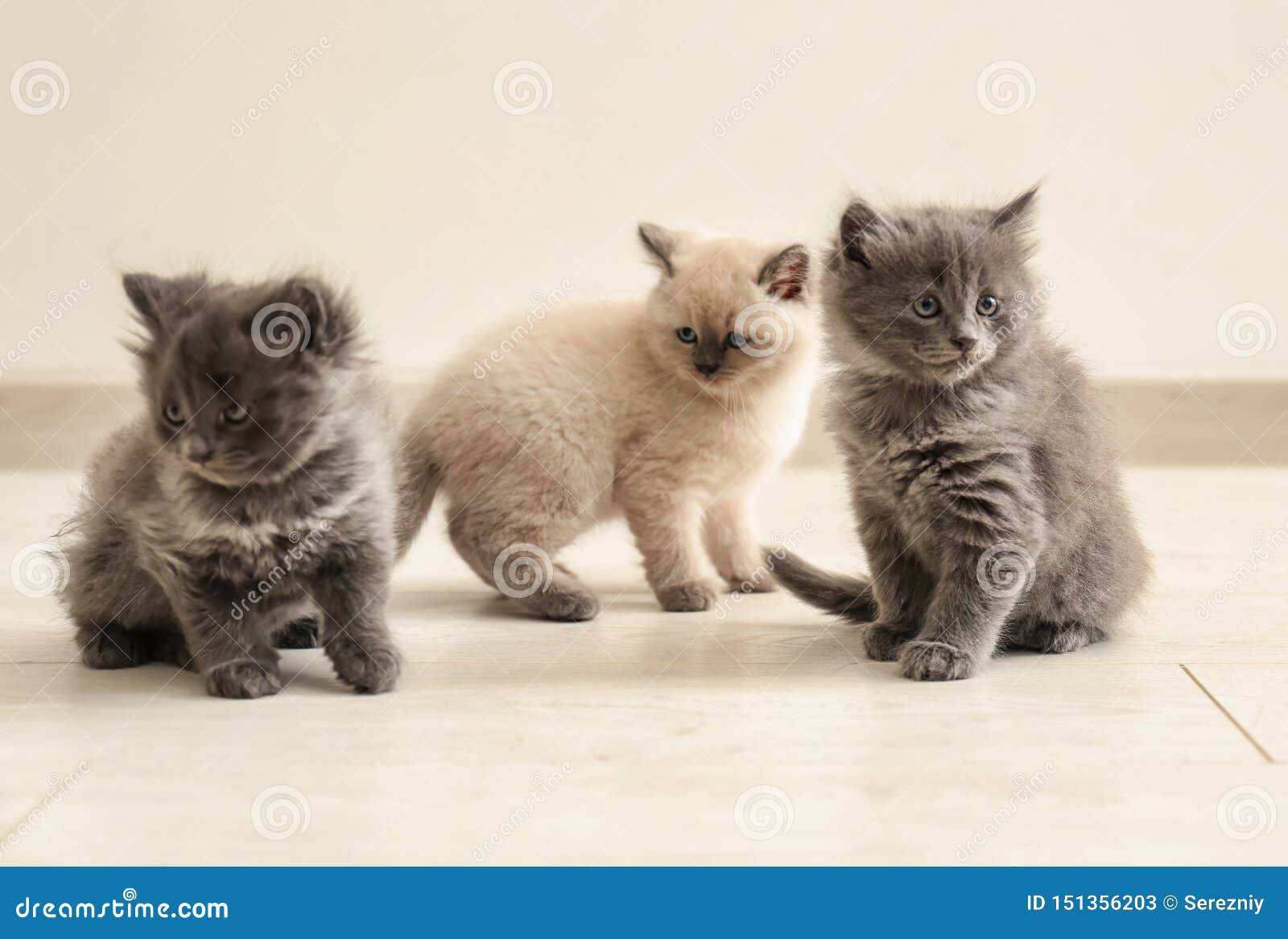Cute Little Kittens at Home Stock Image - Image of light, domestic ...