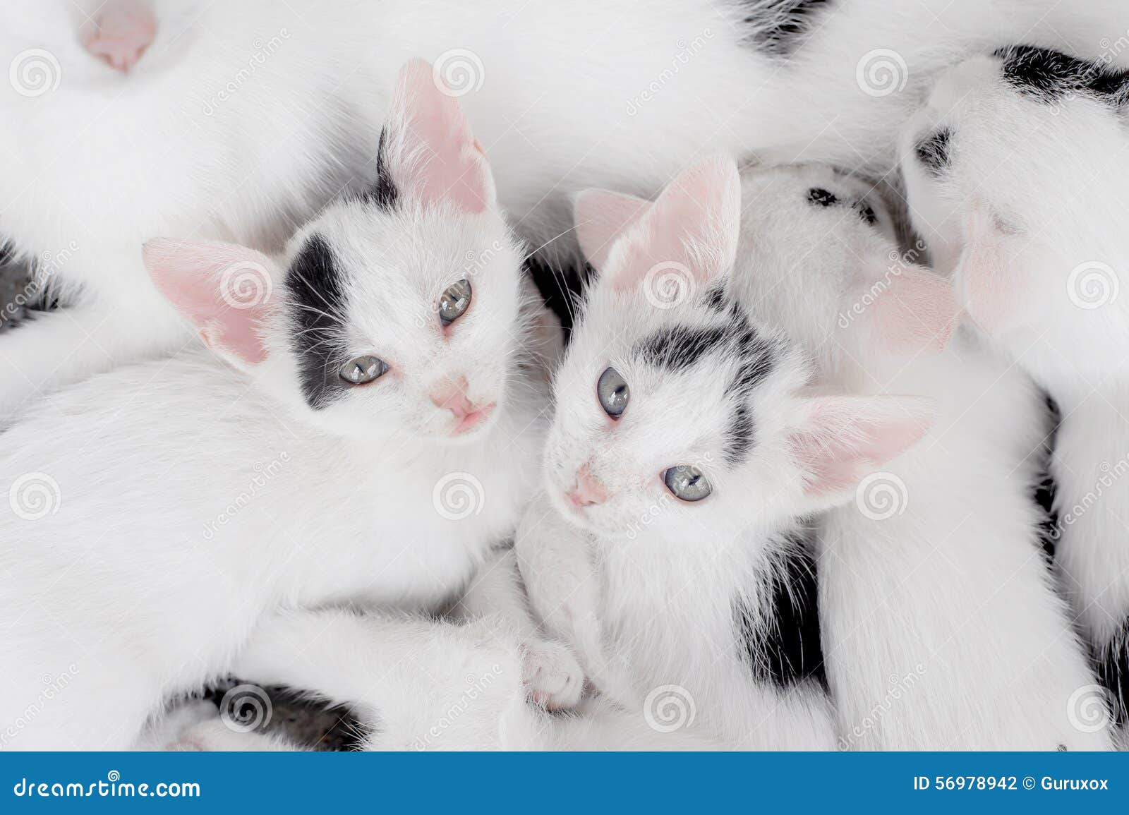 Cute Little Kittens Looking at Camera Stock Photo - Image of curious ...