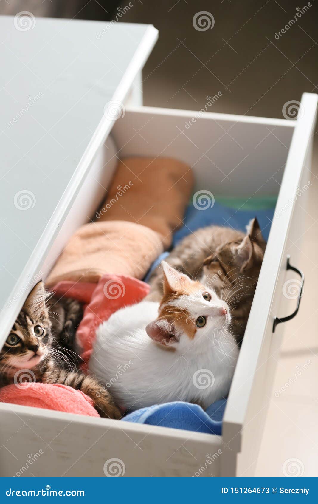Cute Little Kittens in Open Drawer with Towels Stock Image - Image of ...