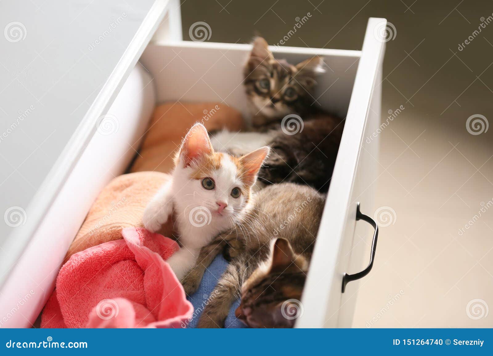 Cute Little Kittens in Open Drawer with Towels Stock Photo - Image of ...