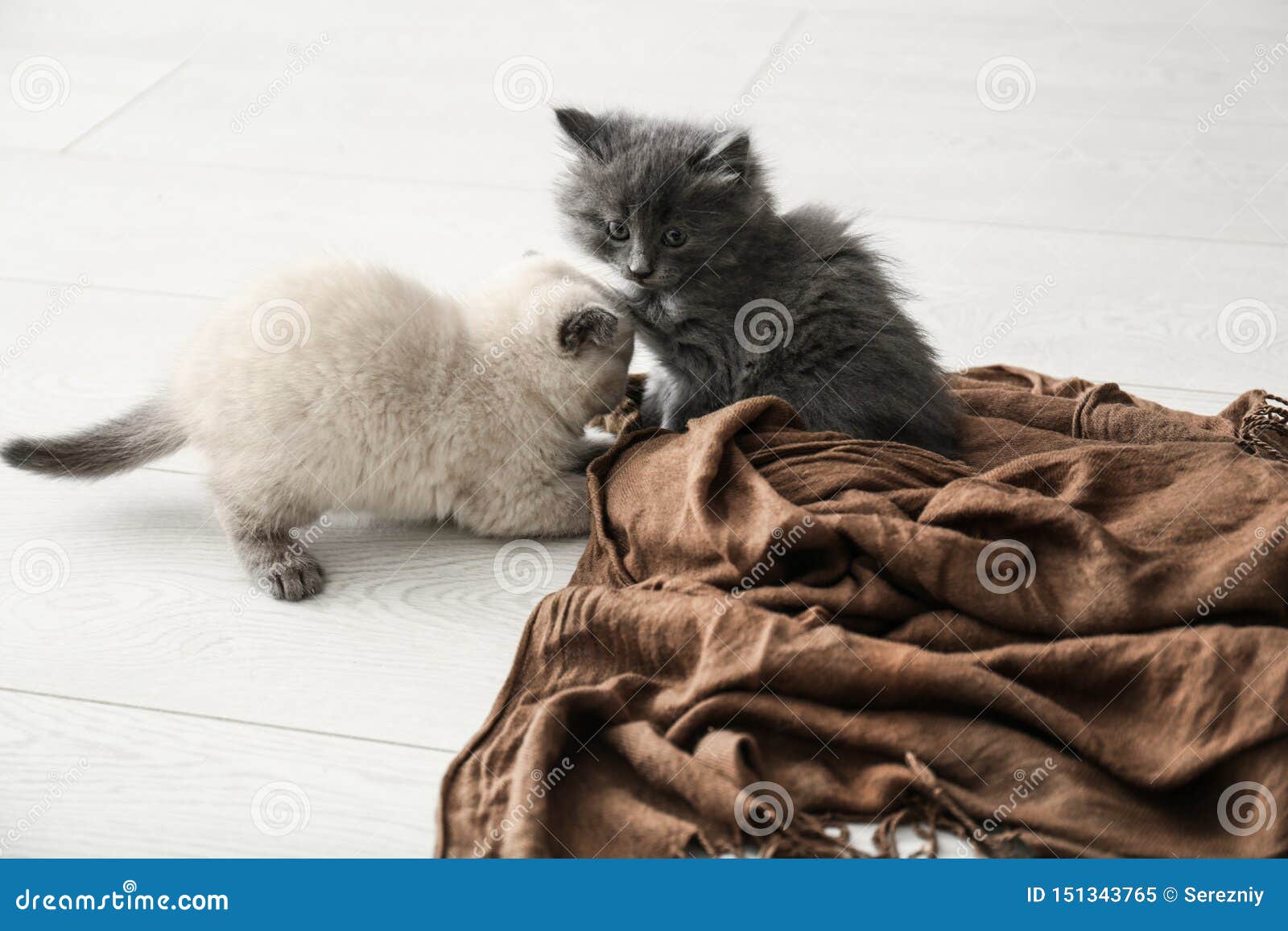 Cute Little Kittens Playing at Home Stock Image - Image of home, animal ...