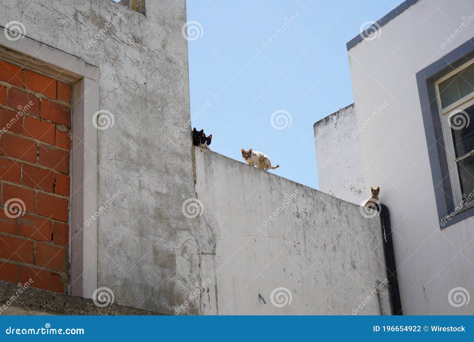 Little Kittens Sitting on a Wall Stock Photo - Image of feline ...