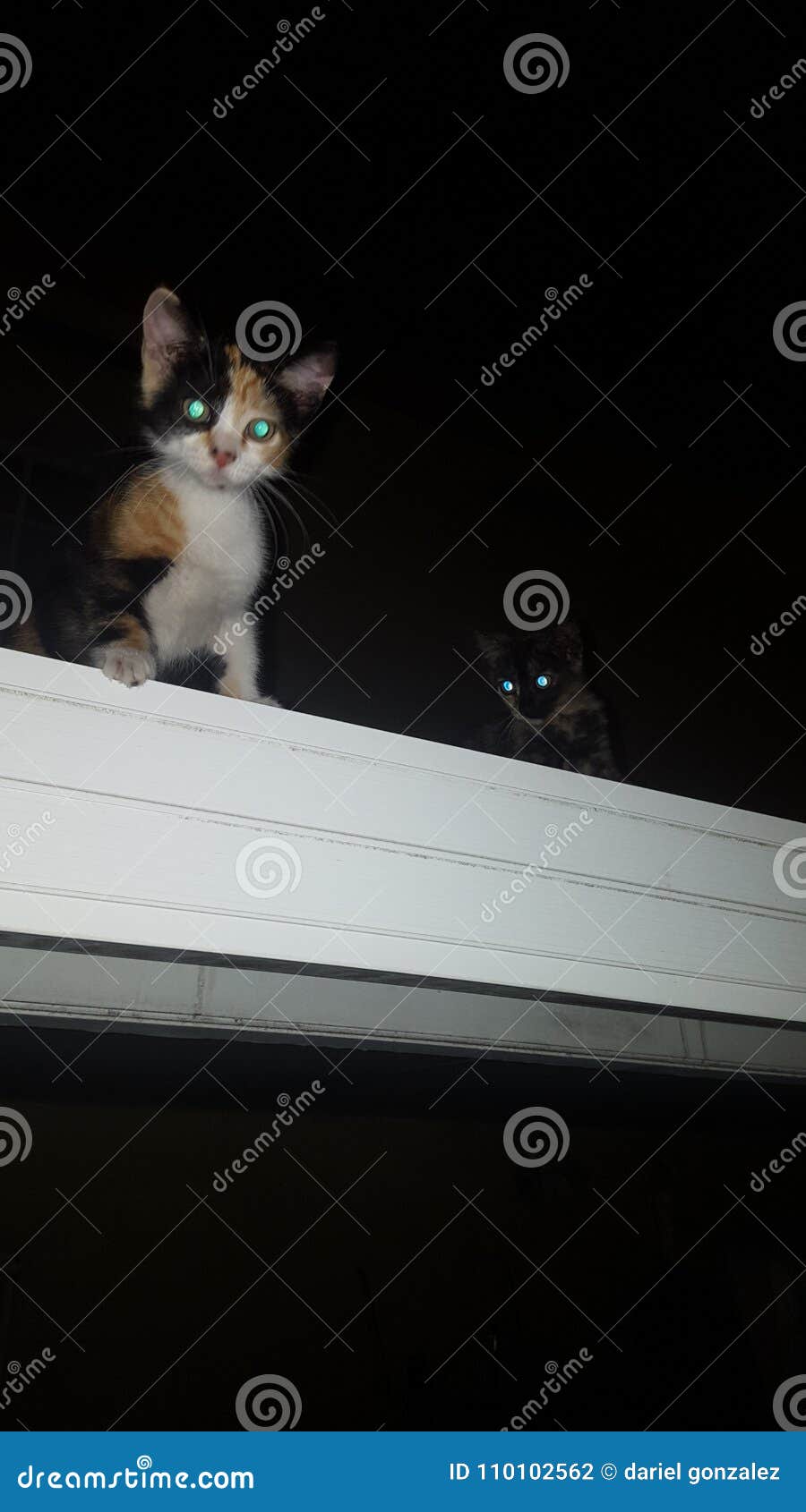 Kitties stock photo. Image of little, cute, night, kitties - 110102562