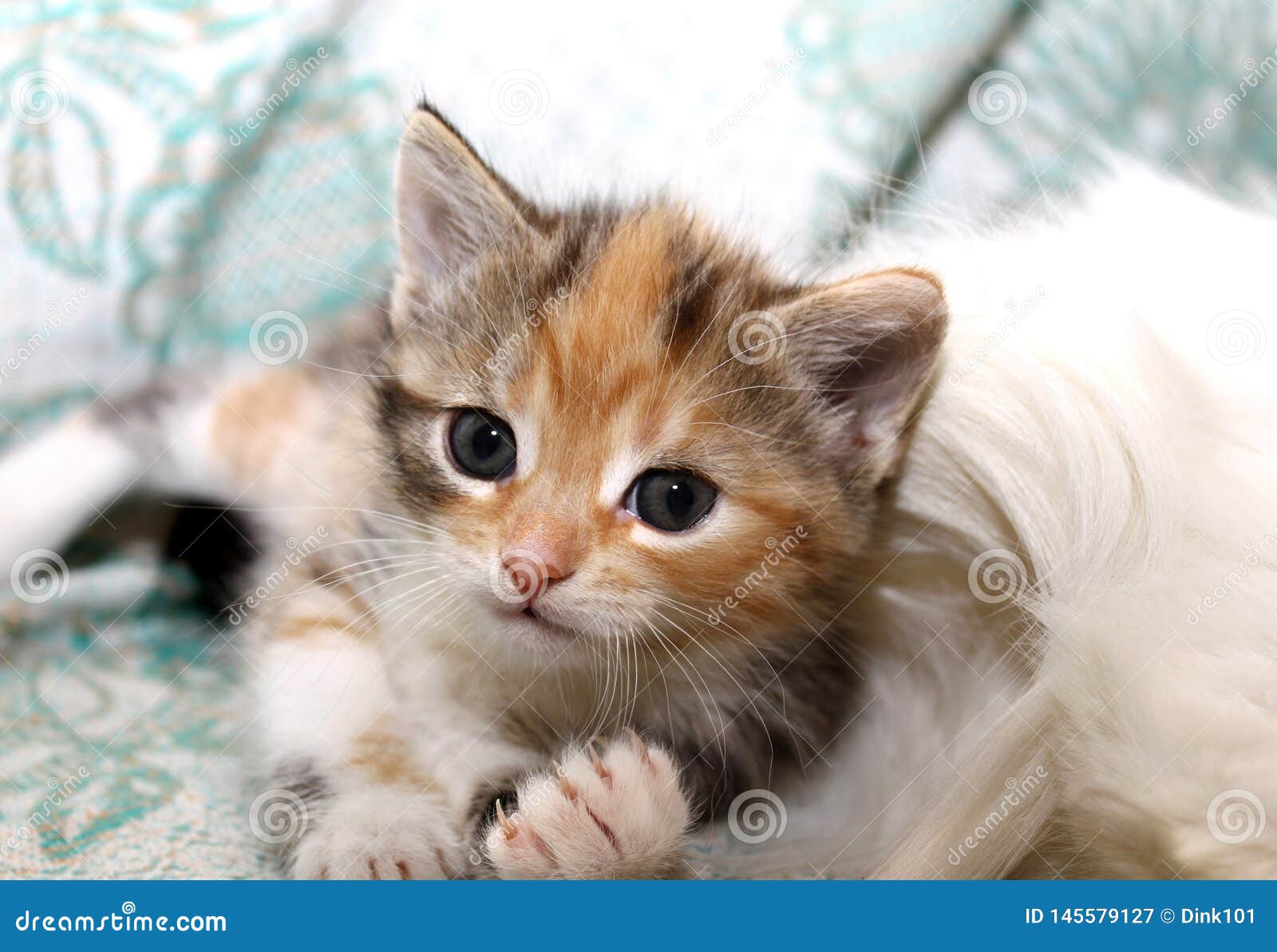 Cute little kitty stock image. Image of mammals, nose - 145579127