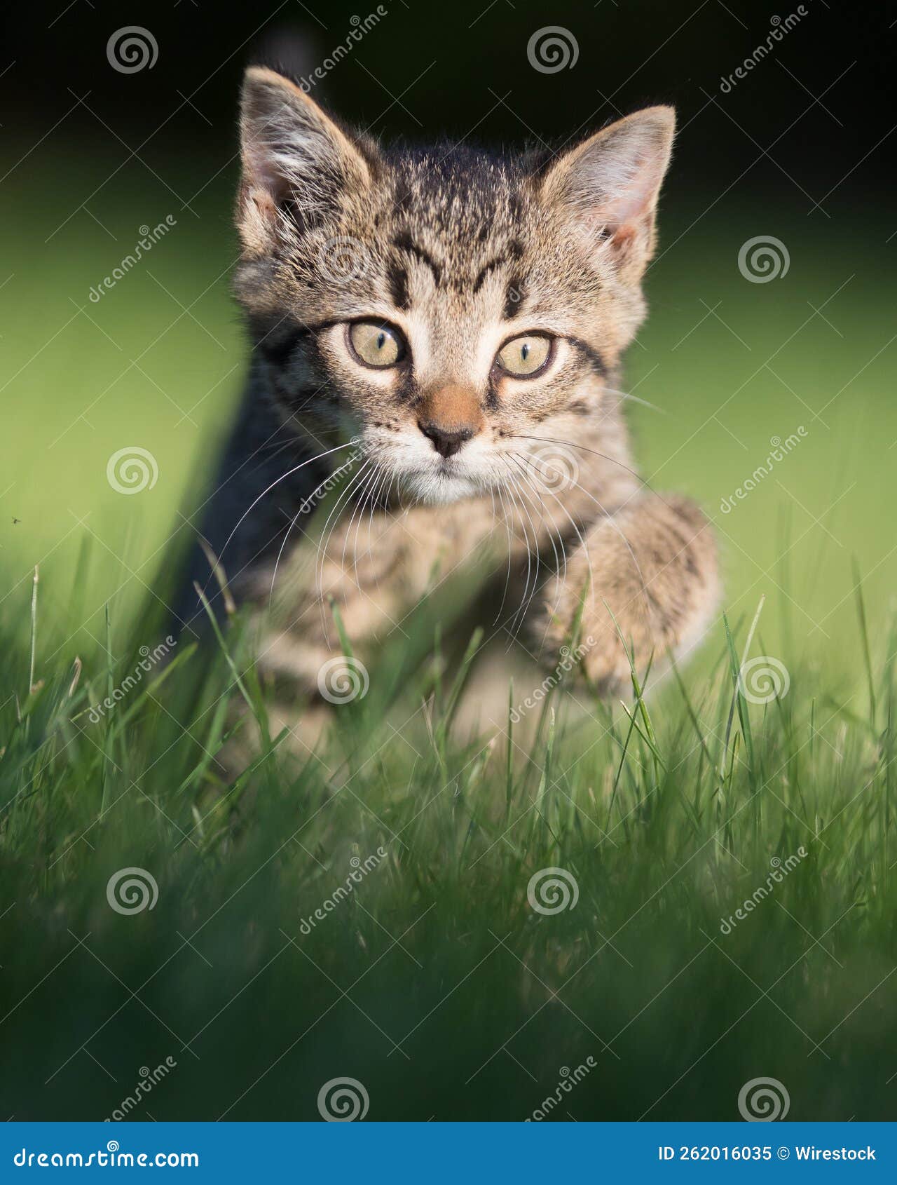Cute Little Kitty Running on the Grass Stock Image - Image of small ...