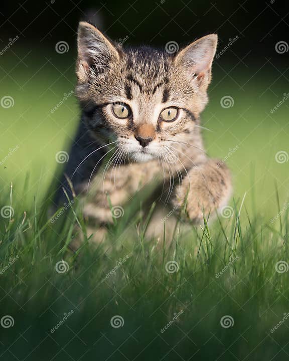Cute Little Kitty Running on the Grass Stock Image - Image of small ...
