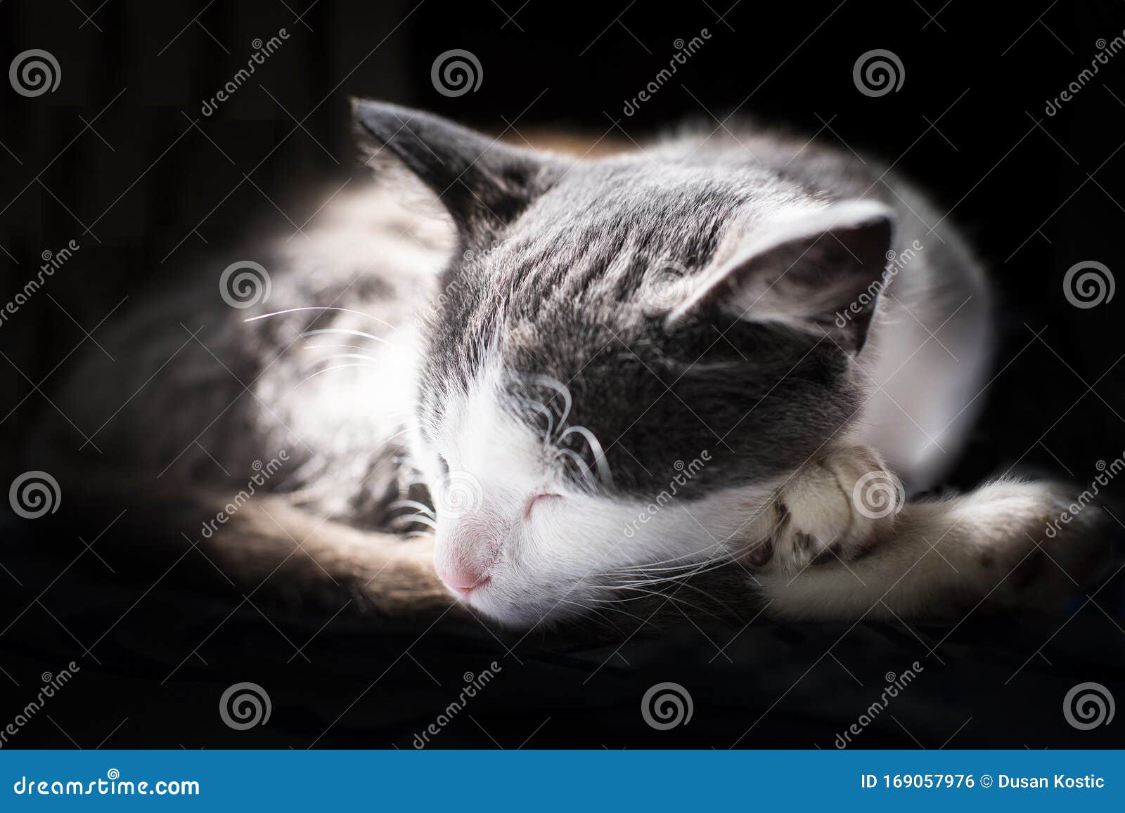 Cute Little Kitty is Sleeping Soundly Stock Photo - Image of feline ...