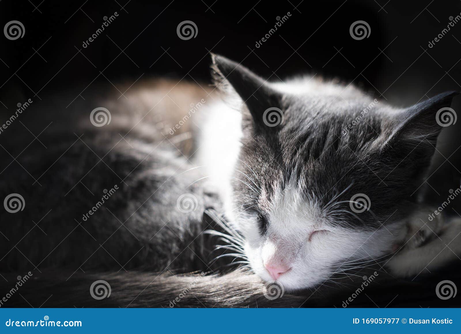 Cute Little Kitty is Sleeping Soundly Stock Image - Image of kitten ...