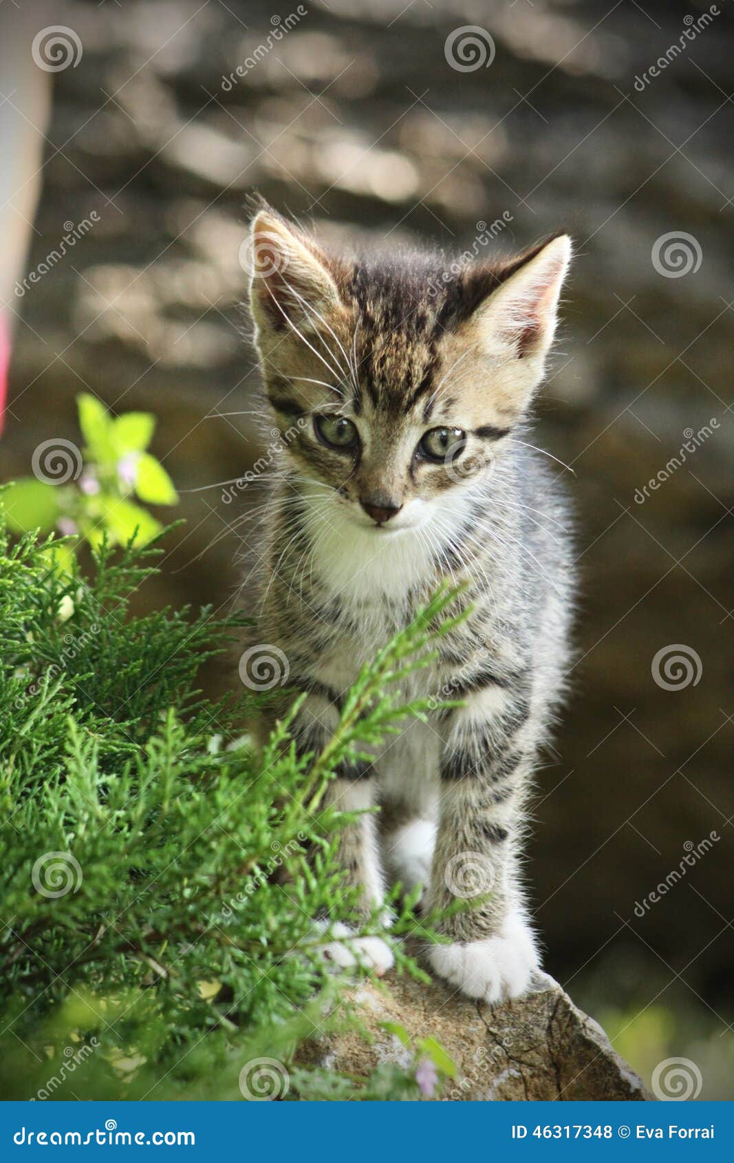 Cute little kitty stock photo. Image of kitty, nature - 46317348