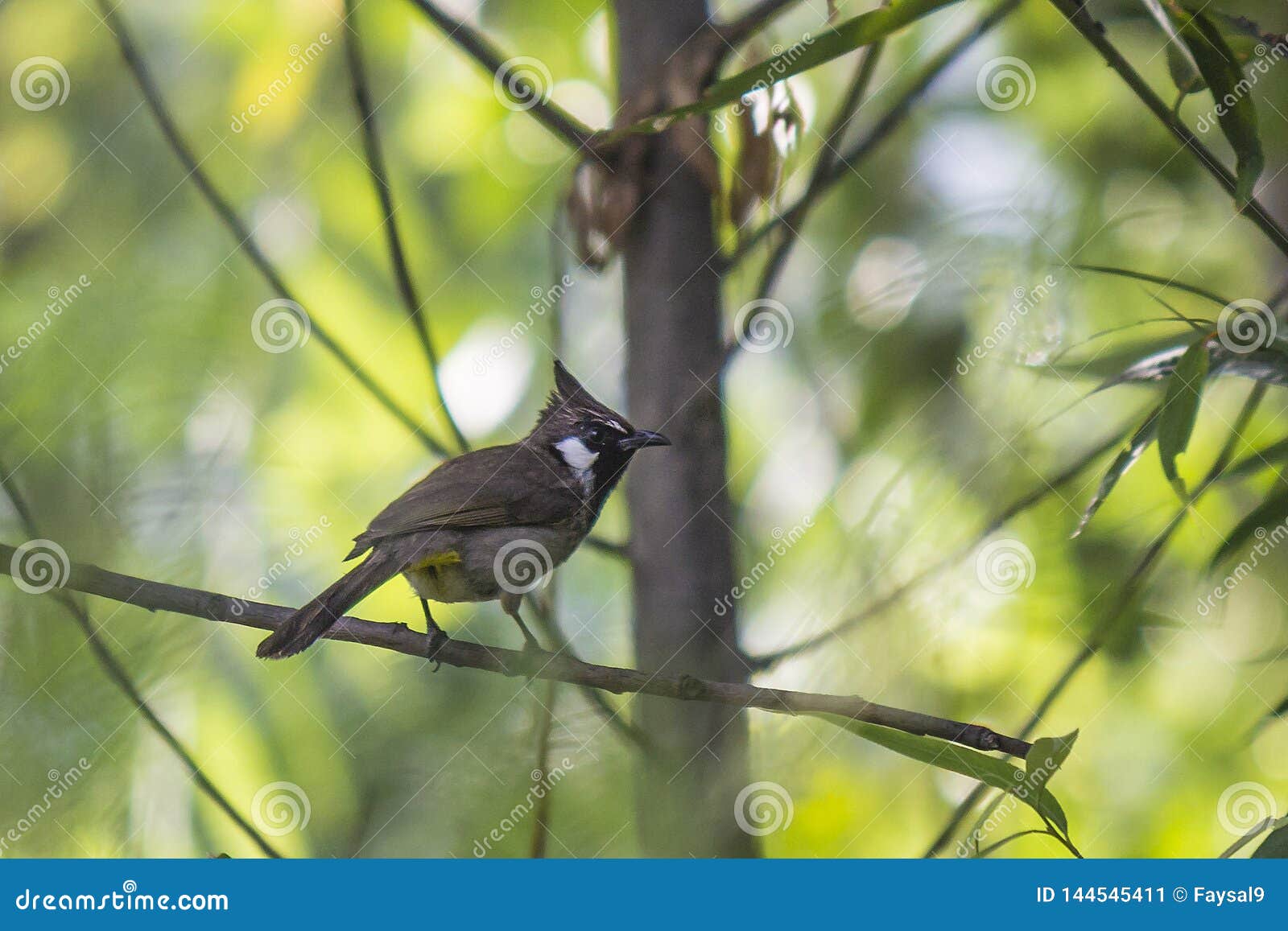 Koyal Bird Stock Photos - Free & Royalty-Free Stock Photos from Dreamstime