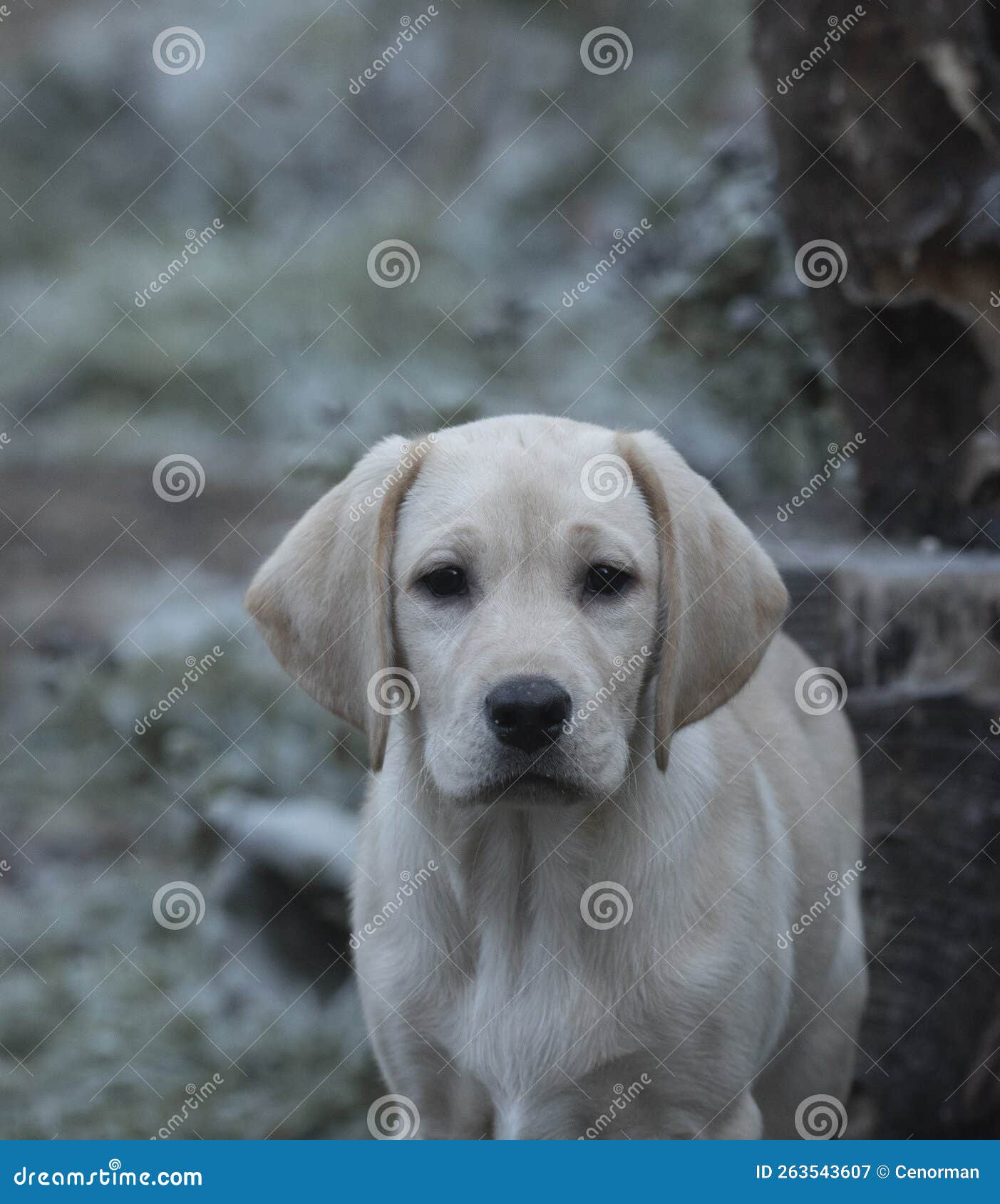 Cute Little Labrador in the Garden in Winter Stock Image - Image of ...