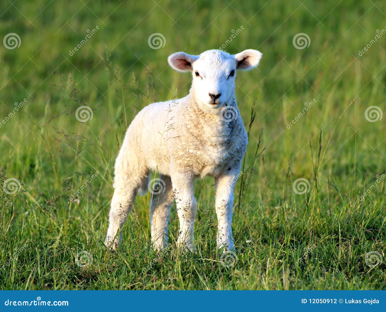 Cute little lamb stock photo. Image of innocent, maternal - 12050912