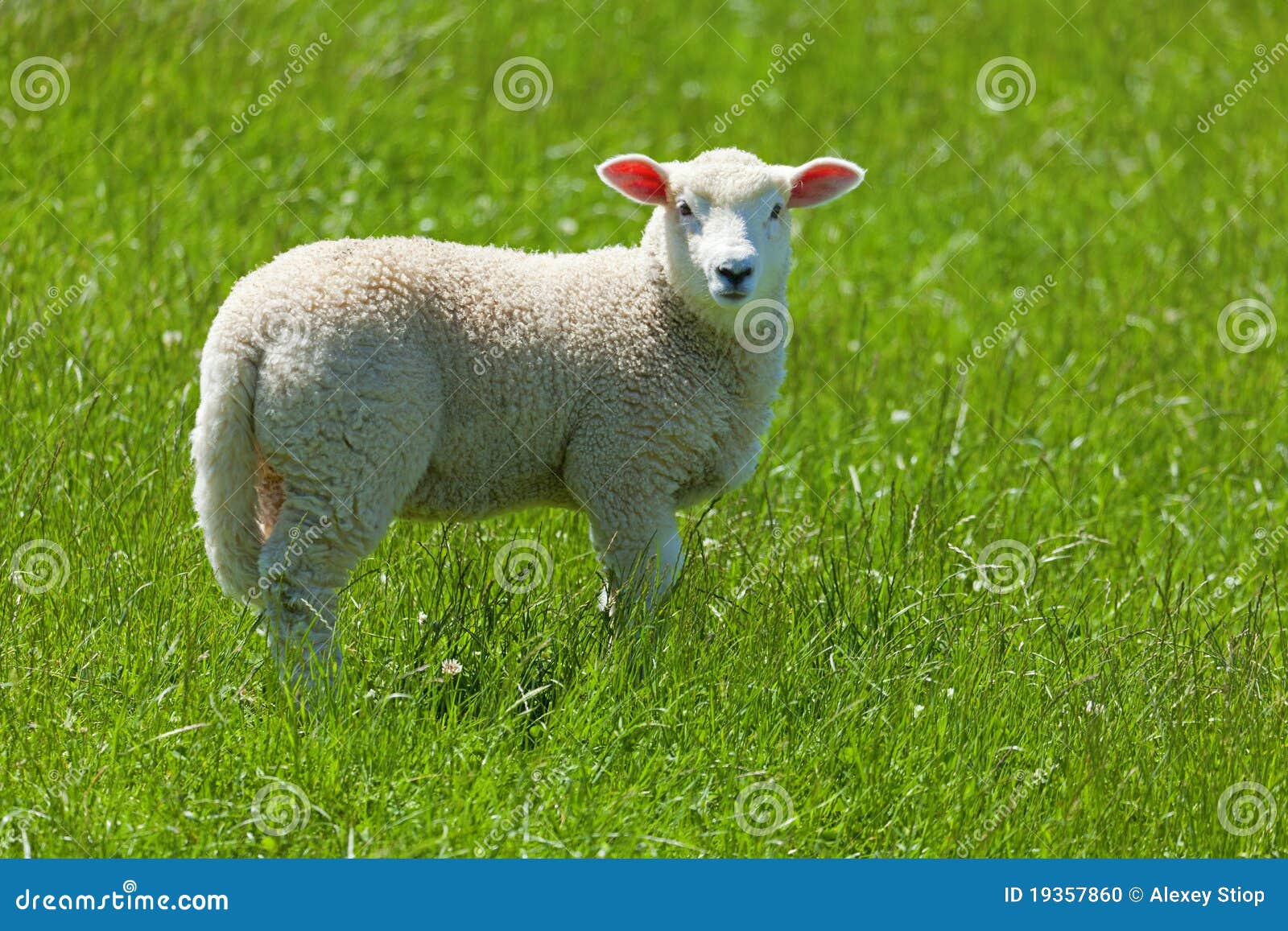 Cute little lamb stock photo. Image of meadow, countryside - 19357860