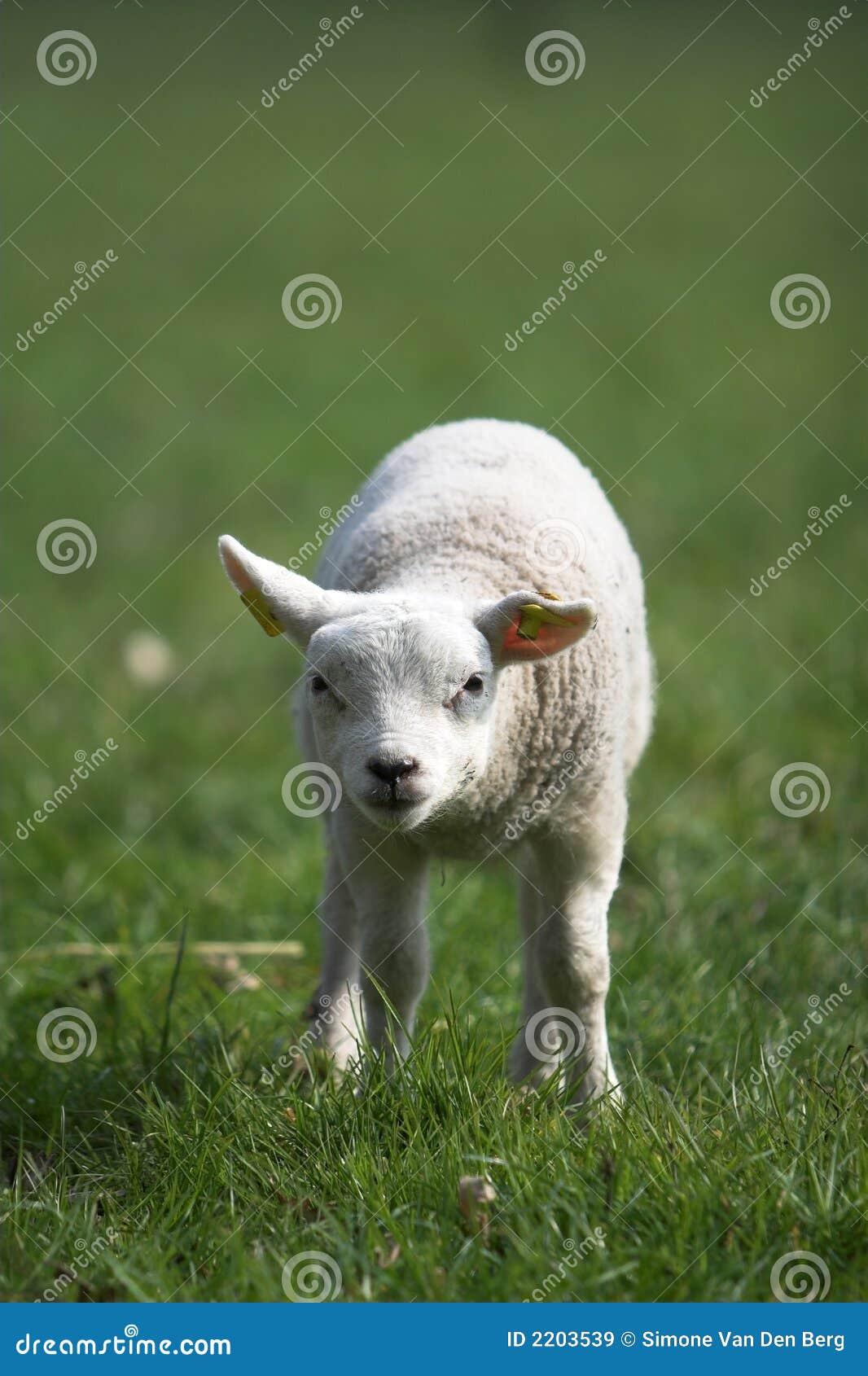 Cute little lamb stock image. Image of spring, food, alone - 2203539