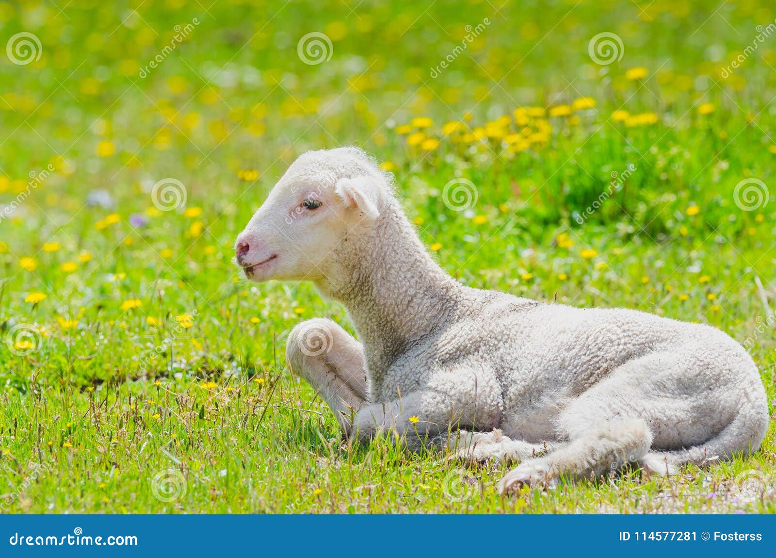 Cute little lamb stock image. Image of outdoor, curious - 114577281