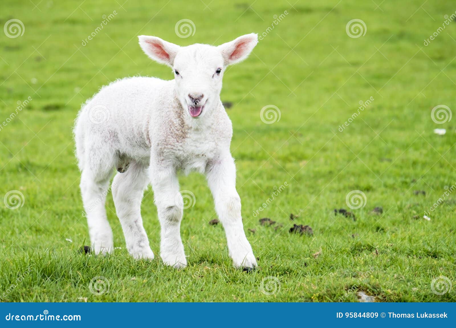 Cute Little Lamb Dwelling in the Green Beautiful Scottish Field Stock ...