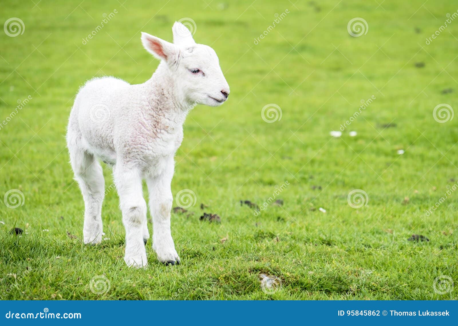 Cute Little Lamb Dwelling in the Green Beautiful Scottish Field Stock ...