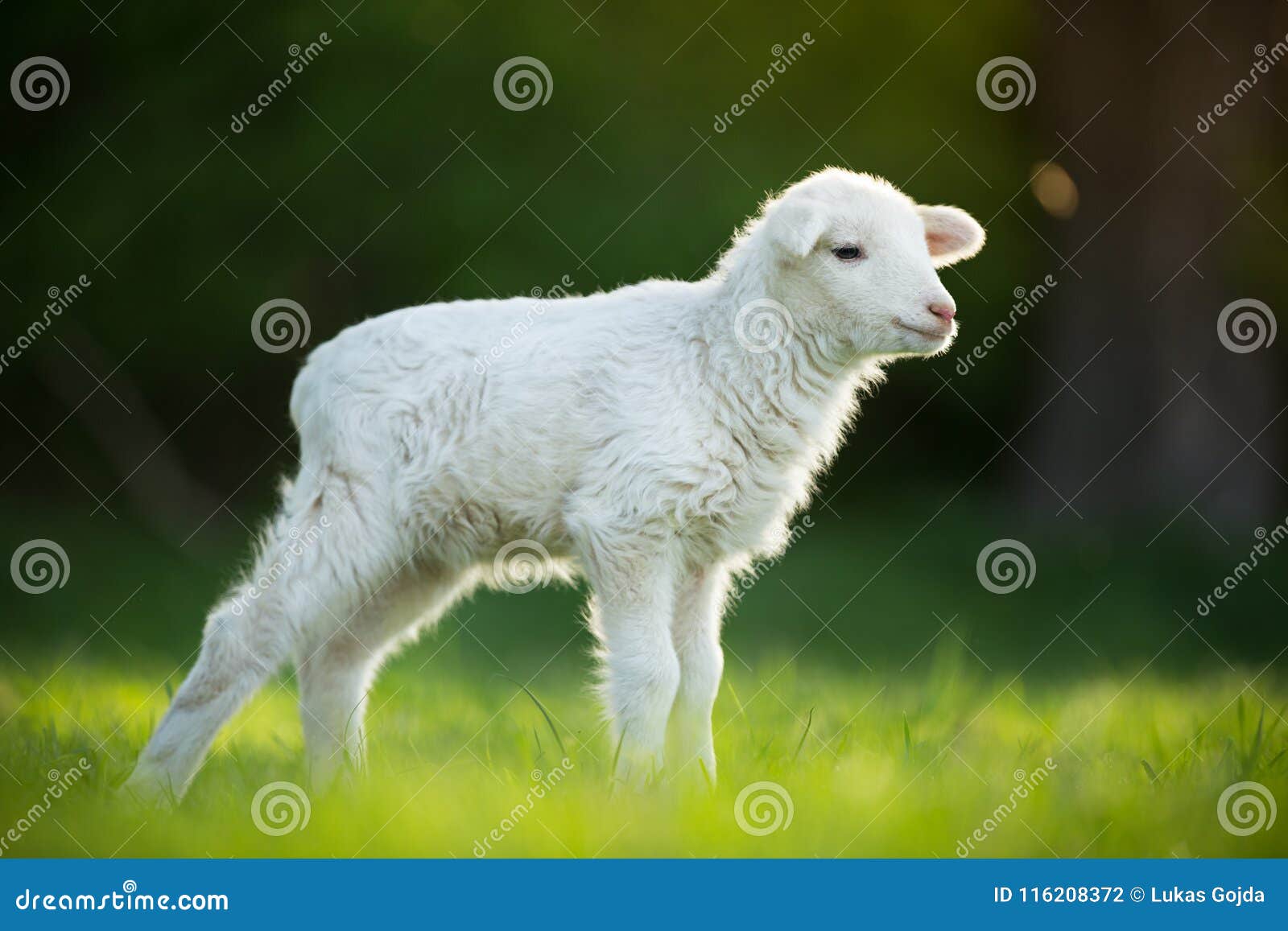 Cute Little Lamb on Fresh Green Meadow Stock Photo - Image of infant ...