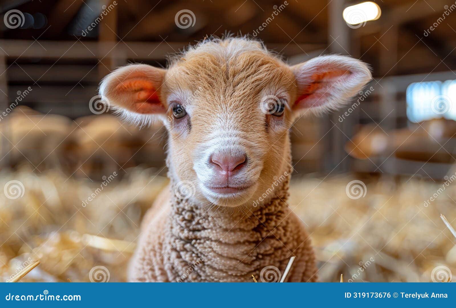 Cute Little Lamb is Looking at the Camera in Barn on Farm Stock Photo ...