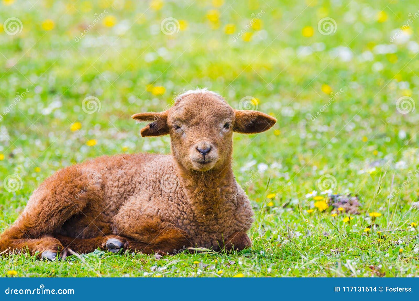 Cute Little Lamb Looking at Camera Stock Photo - Image of mammal ...