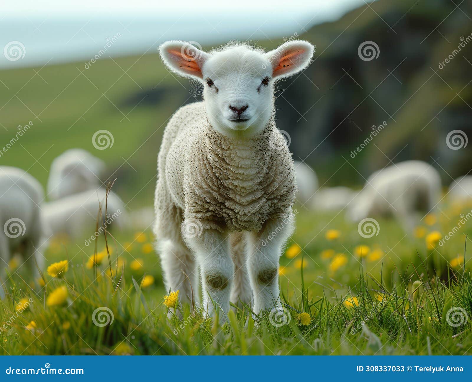 Cute Little Lamb Looking at the Camera in Spring Iceland Stock Image ...