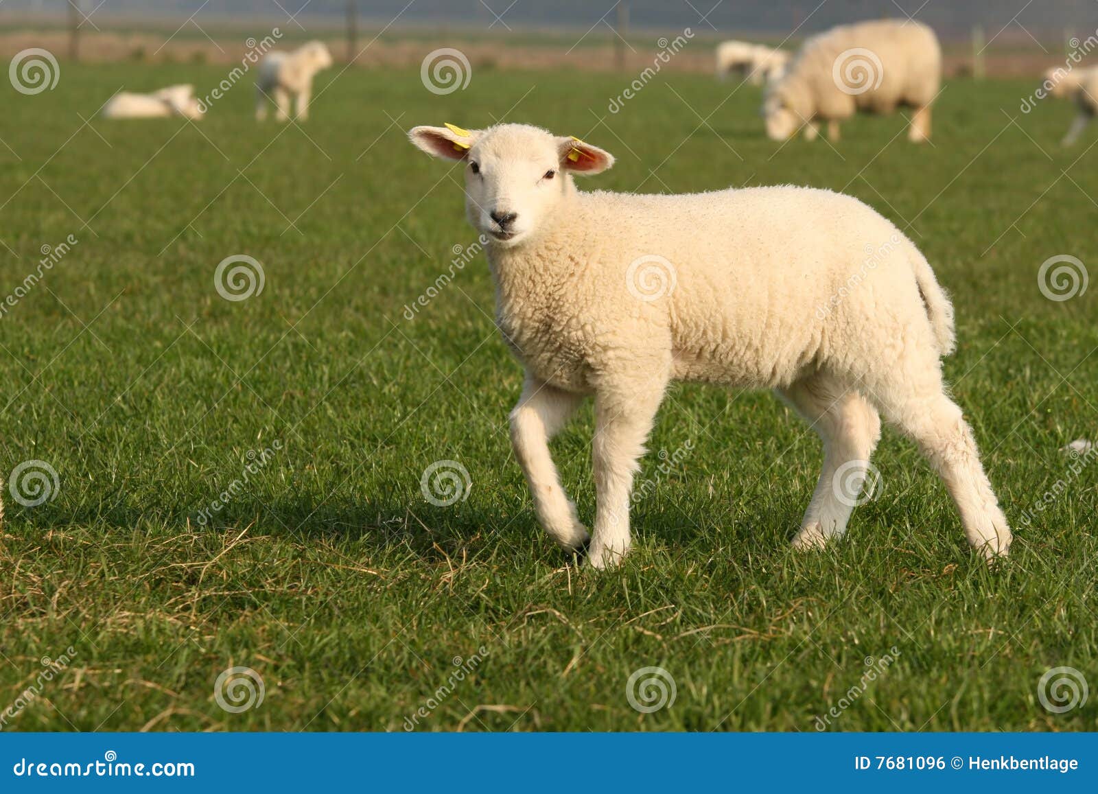 Cute Little Lamb Looking at You Stock Photo - Image of livestock, sheep ...