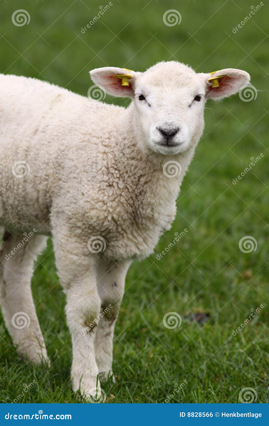 Cute Little Lamb Looking at You Stock Photo - Image of livestock, lamb ...