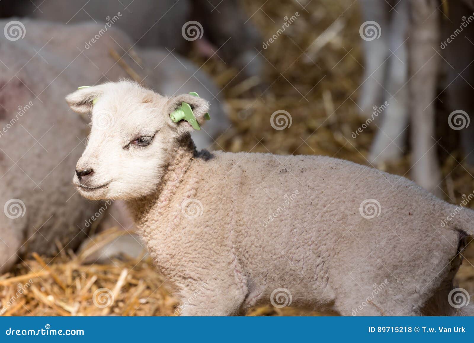 Cute Little Lamb in Sheepfold Stock Photo - Image of farm, meadow: 89715218