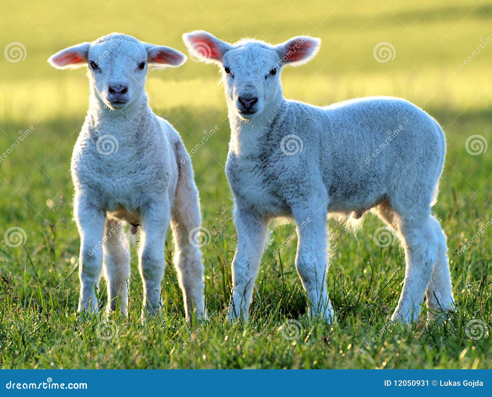 Cute little lambs stock image. Image of ears, spring - 12050931