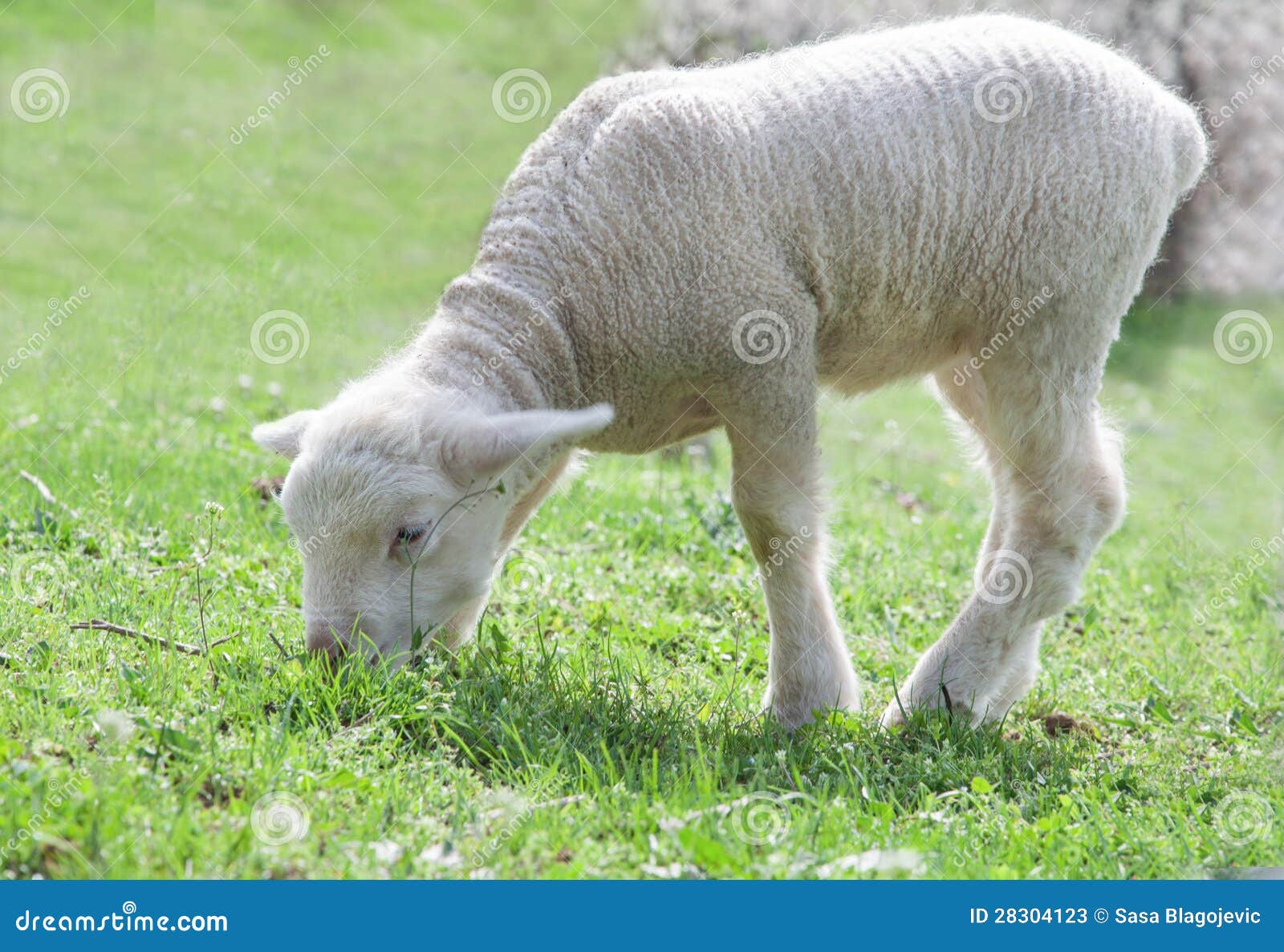Cute little lambs stock image. Image of organic, cute - 28304123