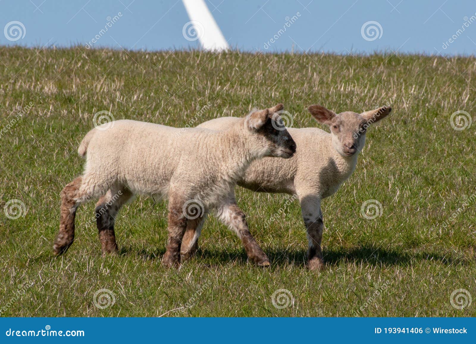 Cute Land Snail. Summer Is The Marine Souvenirs Stock Photography ...