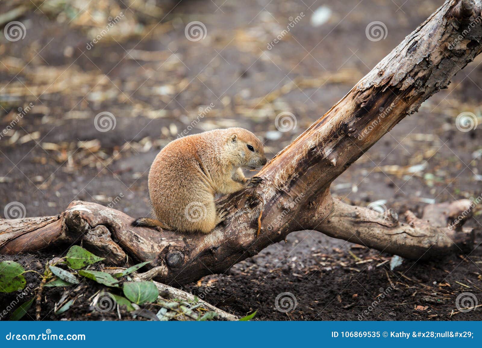 Cute Chipmunk Playing on a Log Stock Image - Image of playing, rodent ...