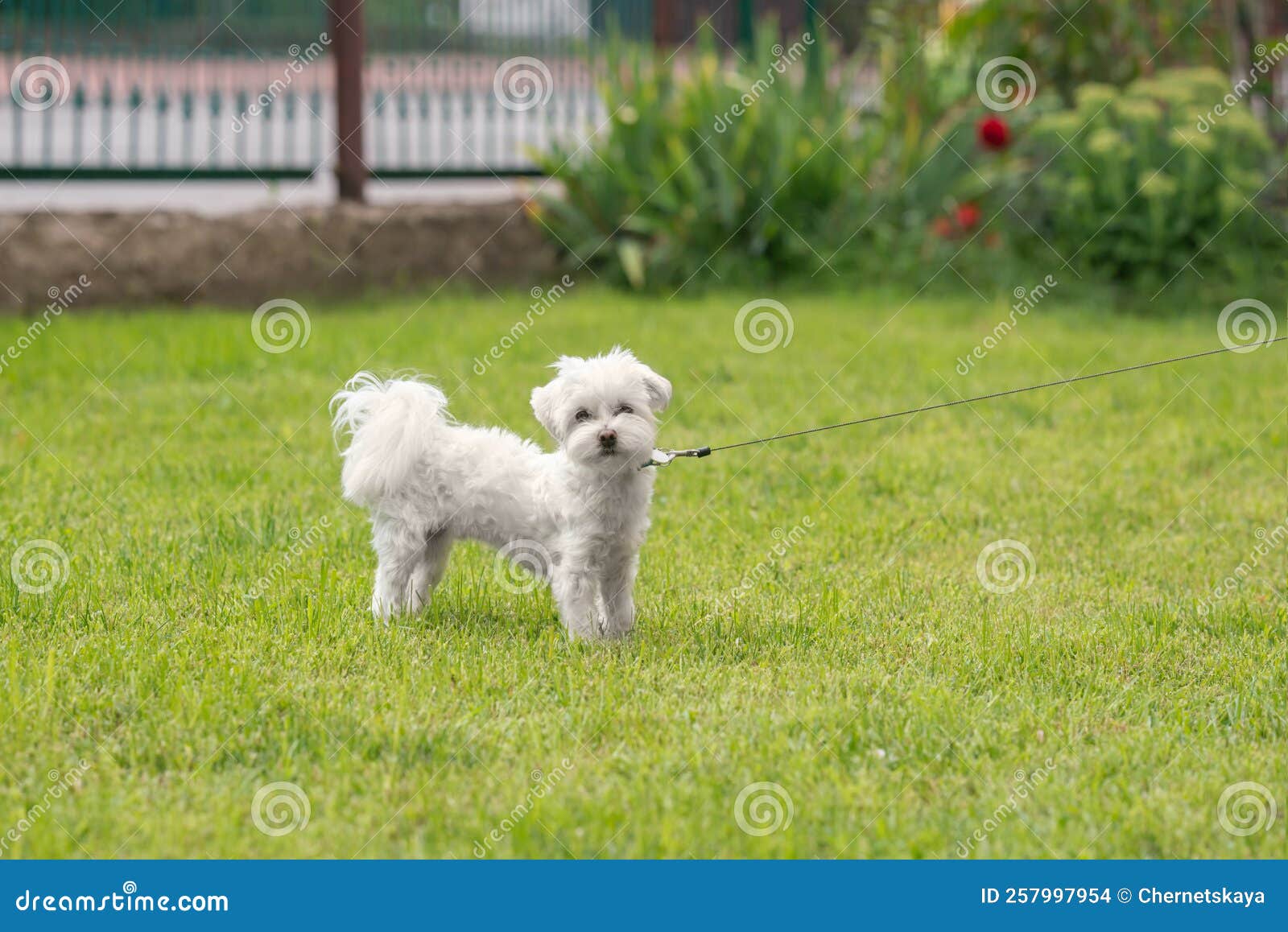 Cute Little Maltese Dog Walking Outdoors. Space for Text Stock Photo ...