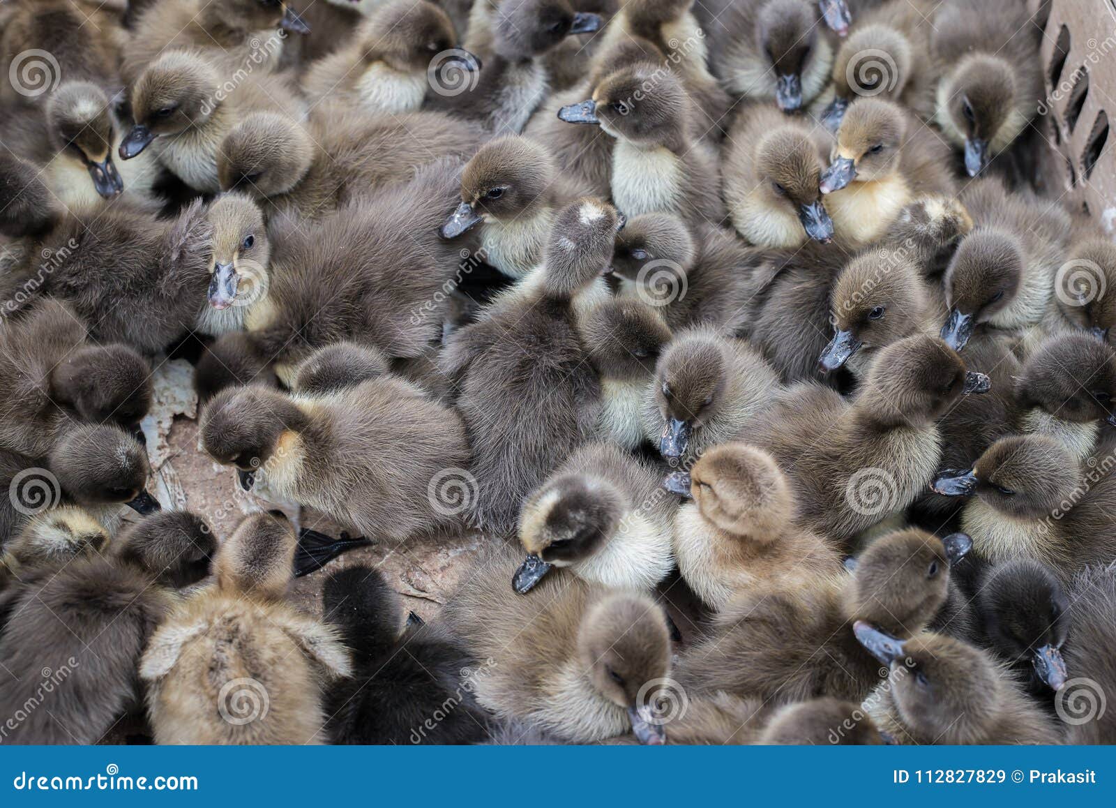 Masses Duckling Stock Photos - Free & Royalty-Free Stock Photos from ...