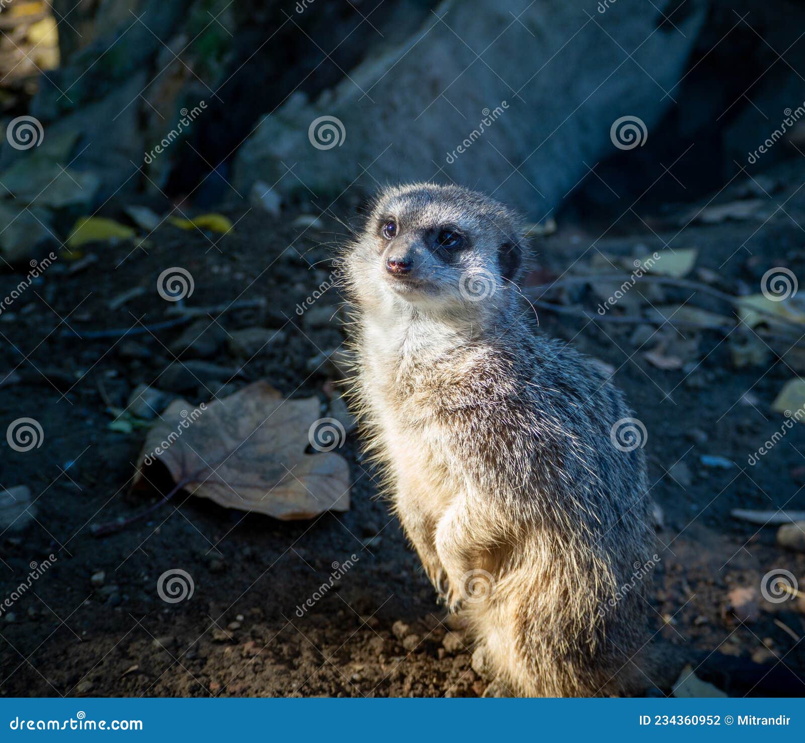 Cute Little Meerkat Standing Watch Stock Photo - Image of alertness ...