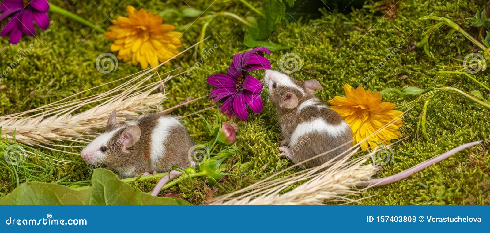 Cute Mice in a Forest Background Stock Photo - Image of grey, close ...