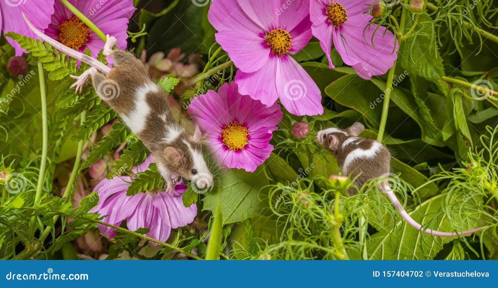 Cute Mice in a Forest Background Stock Photo - Image of gray, cute ...