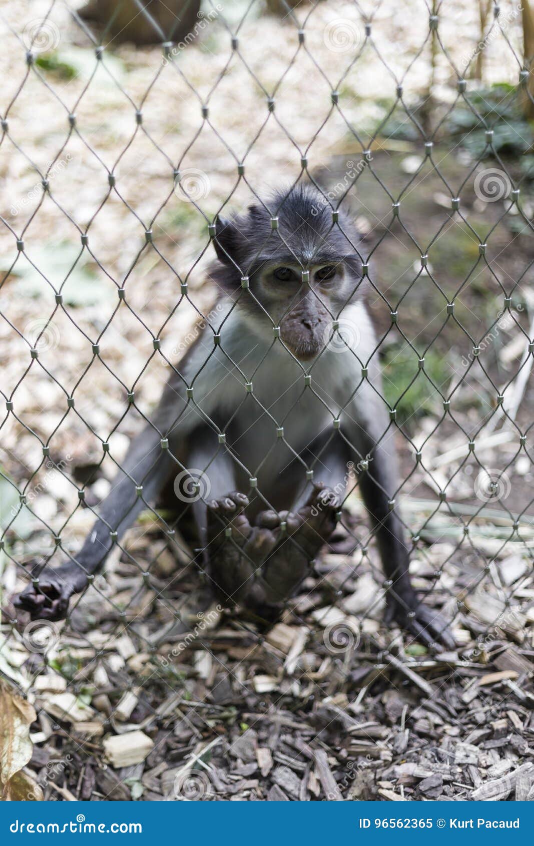 Cute Little Monkey Behind Fence Stock Image - Image of chimp, primate ...