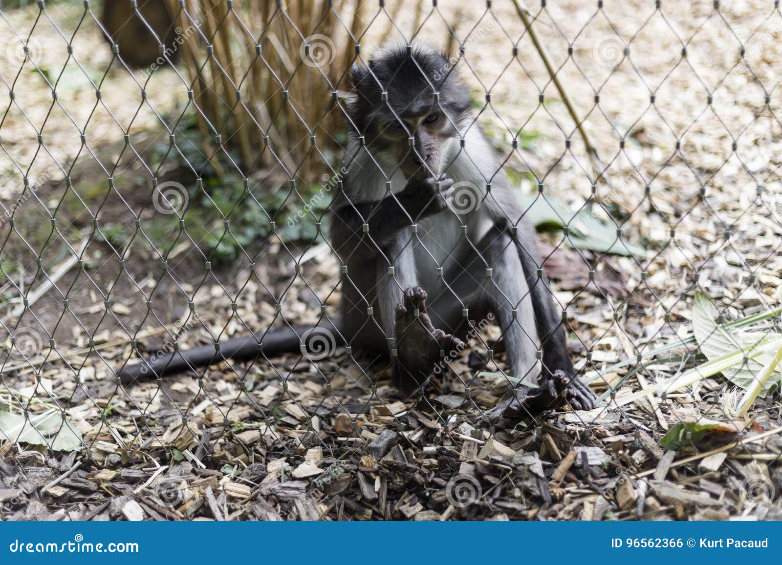 Cute Little Monkey Behind Fence Stock Photo - Image of fauna, chimp ...