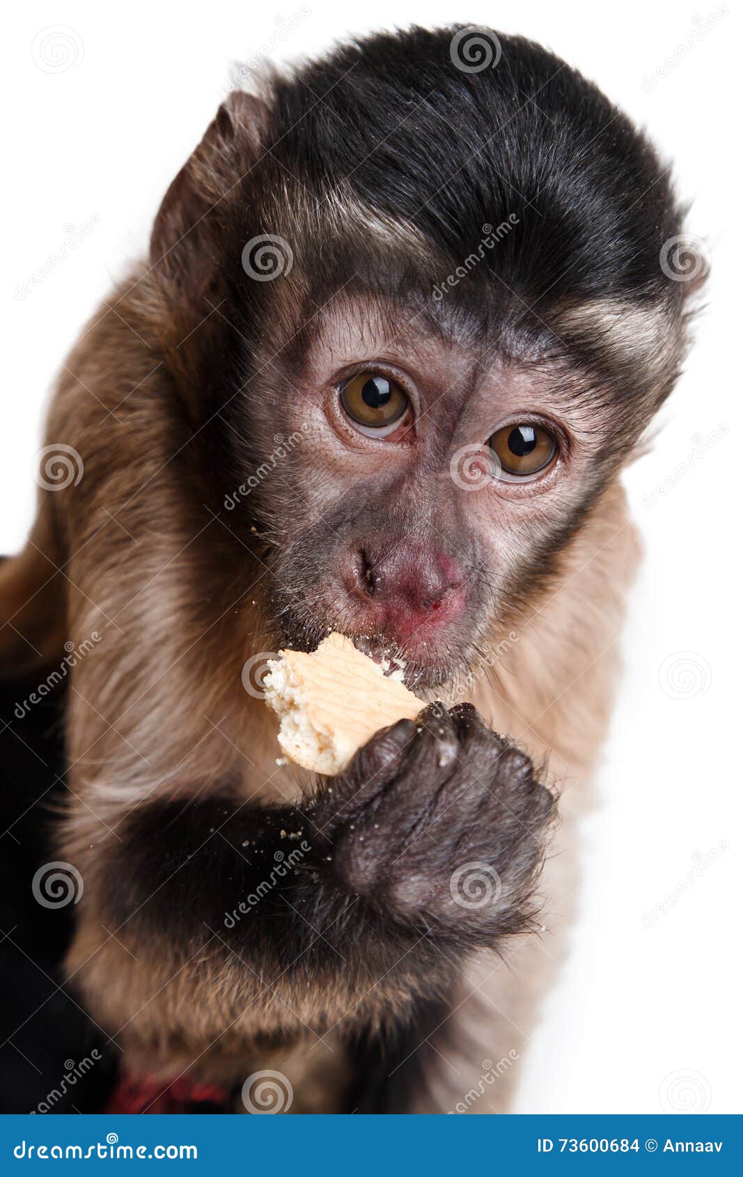 Cute little monkey stock photo. Image of cool, holding - 73600684