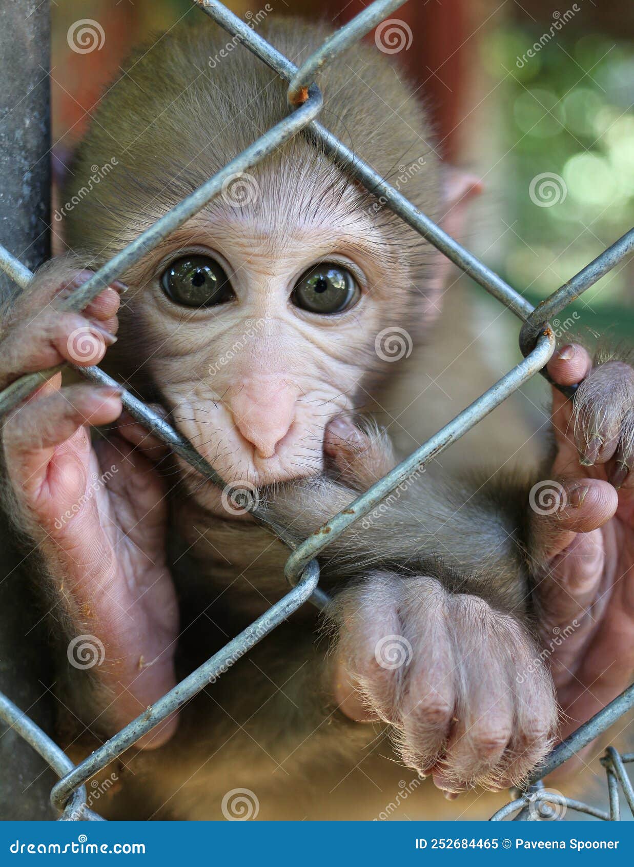 Cute Little Monkey Catches a Net in the Zoo Stock Image - Image of ...